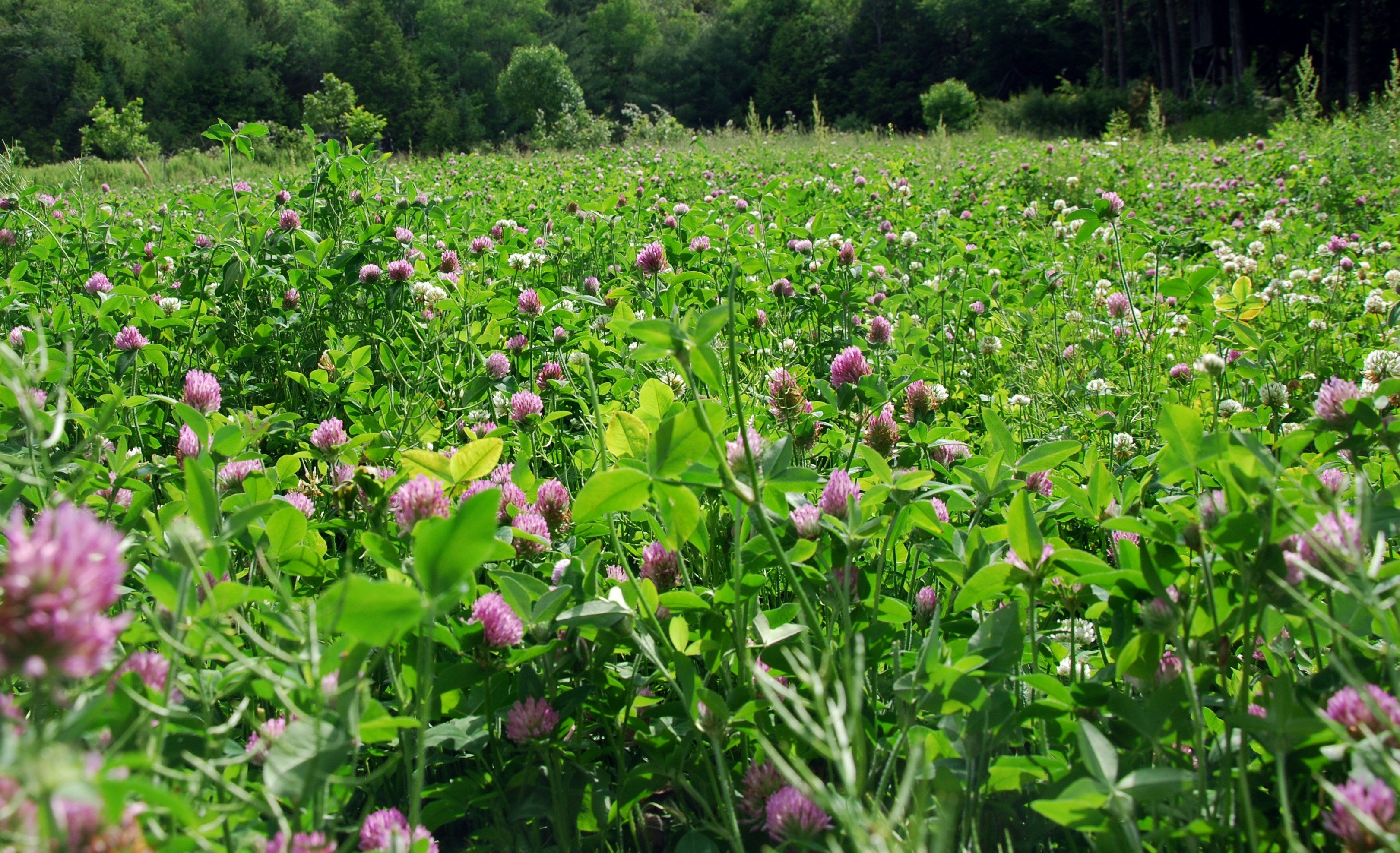 Forage & Fodder Legume Seed – Pastoral Improvements