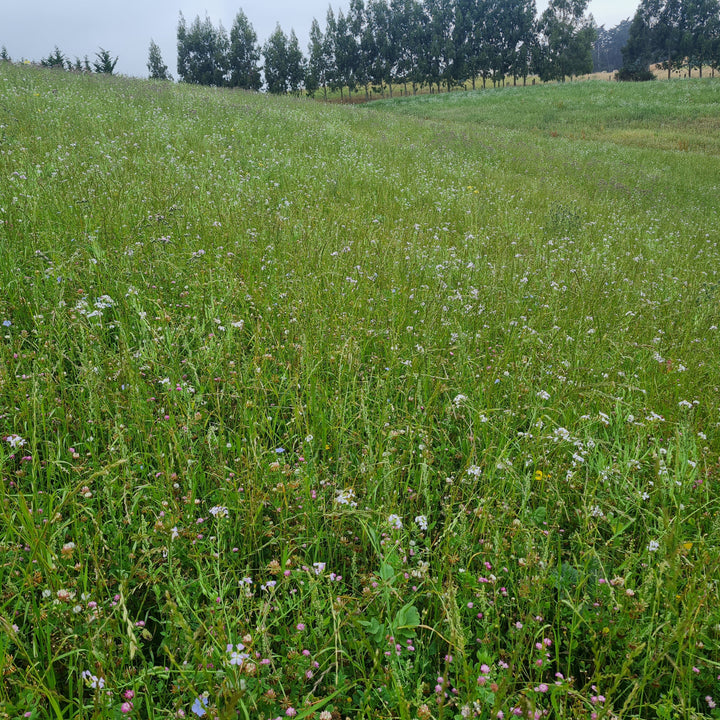Pasture Mixes Online | Pastoral Improvements